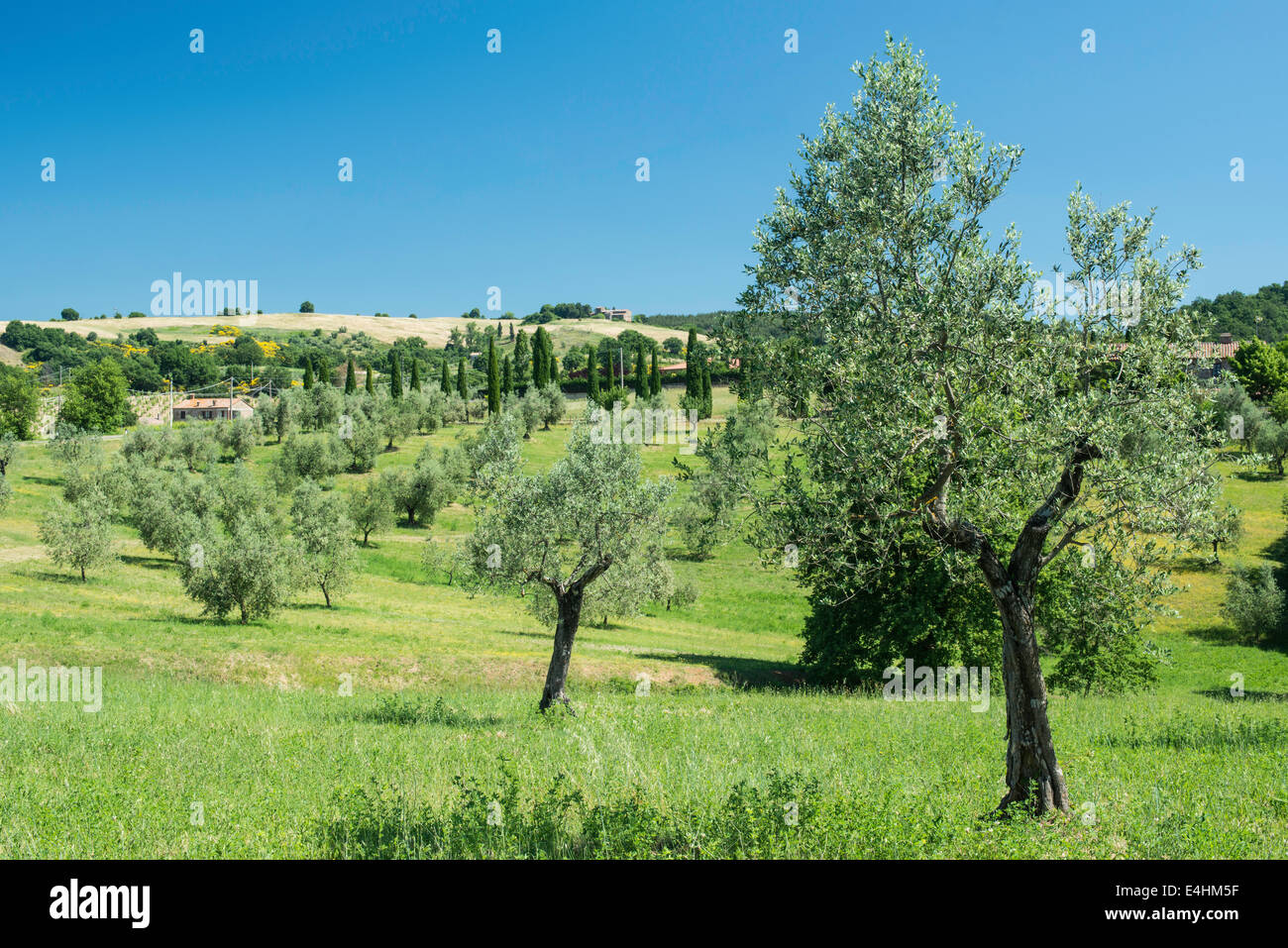 Olive trees in Italy, Tuscany Stock Photo - Alamy