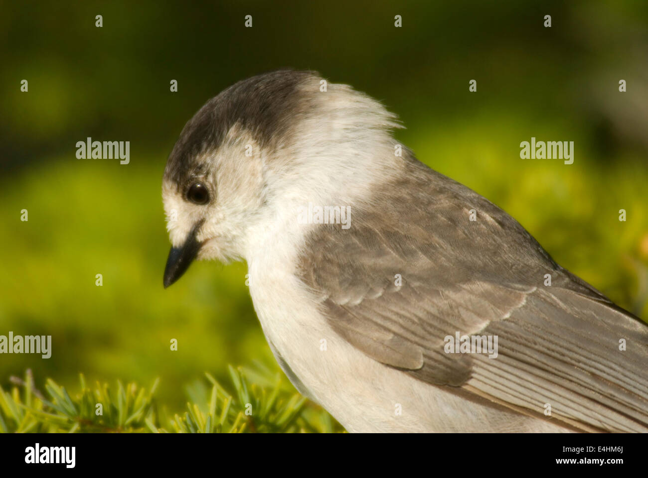 Gray jay (Perisoreus canadensis), Waldo Lake State Scenic Waterway ...
