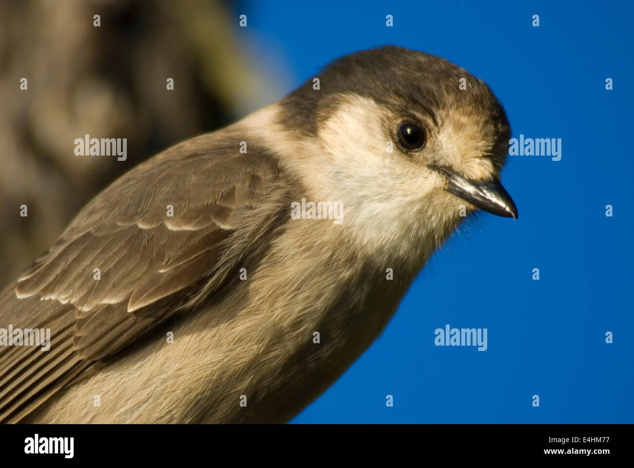 Gray jay (Perisoreus canadensis), Waldo Lake State Scenic Waterway ...