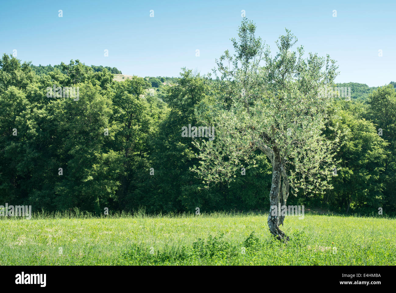 Olive trees in Italy, Tuscany Stock Photo - Alamy