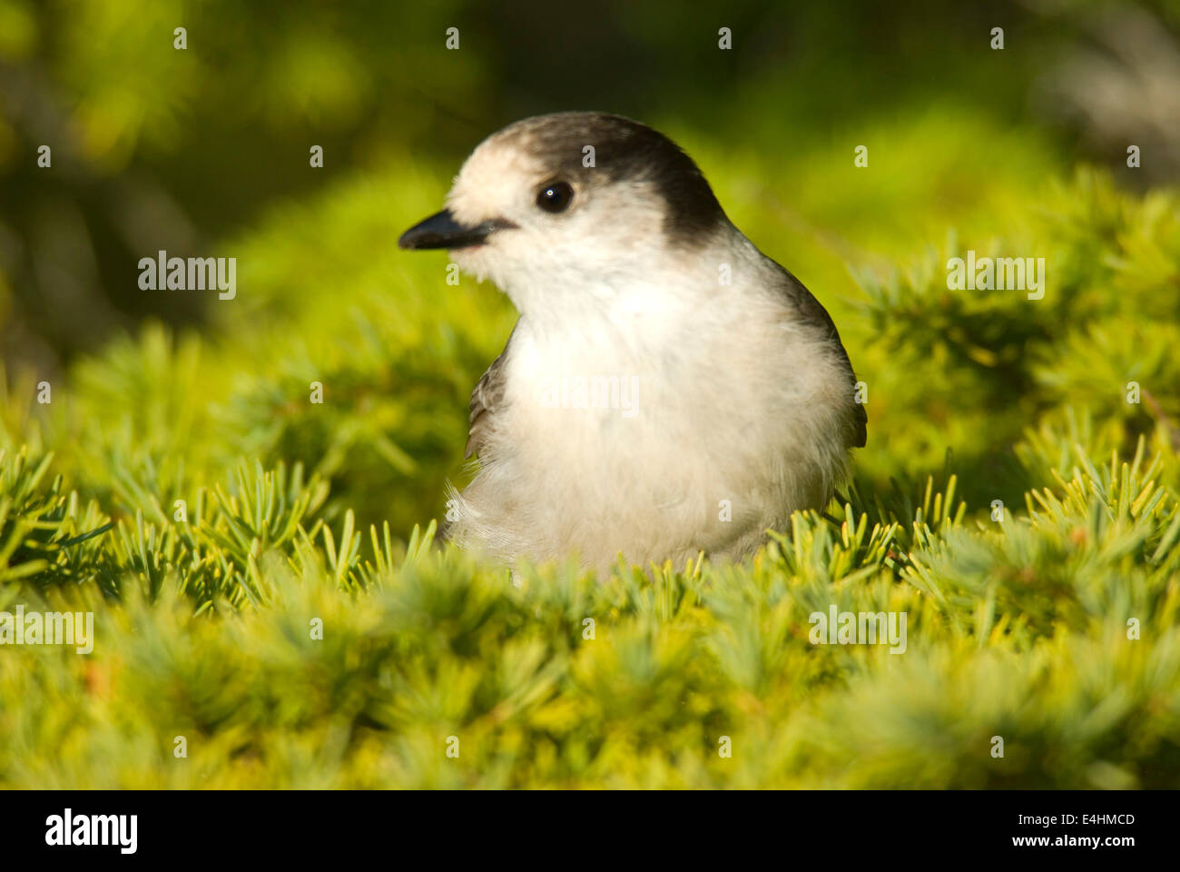 Gray jay (Perisoreus canadensis), Waldo Lake State Scenic Waterway ...