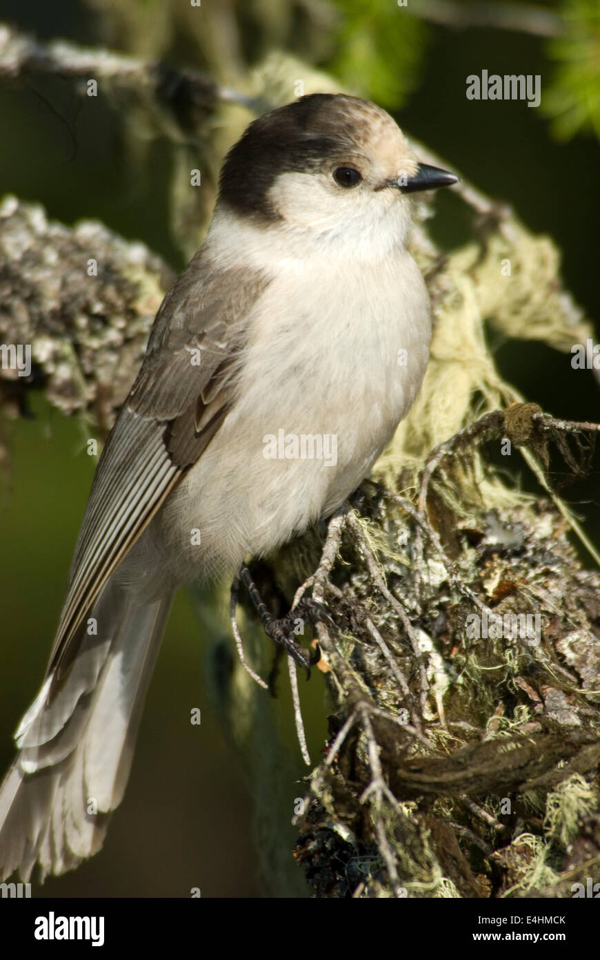Gray jay (Perisoreus canadensis), Waldo Lake State Scenic Waterway ...