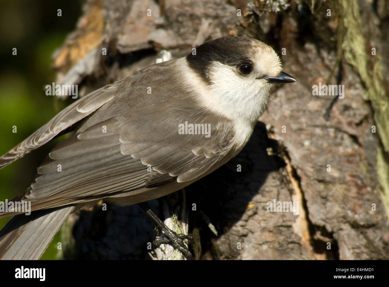 Gray jay (Perisoreus canadensis), Waldo Lake State Scenic Waterway ...