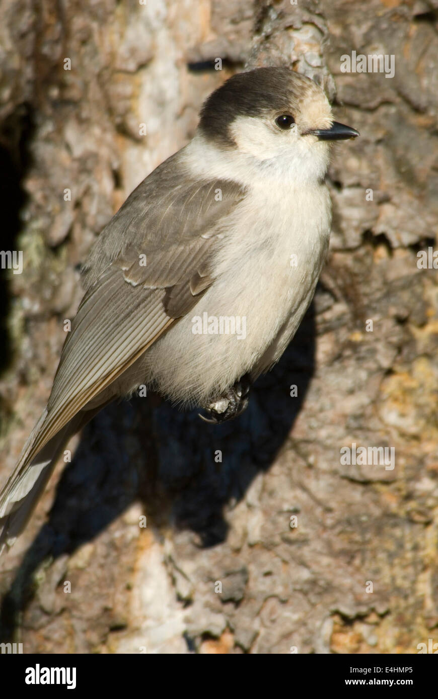 Gray jay (Perisoreus canadensis), Waldo Lake State Scenic Waterway ...