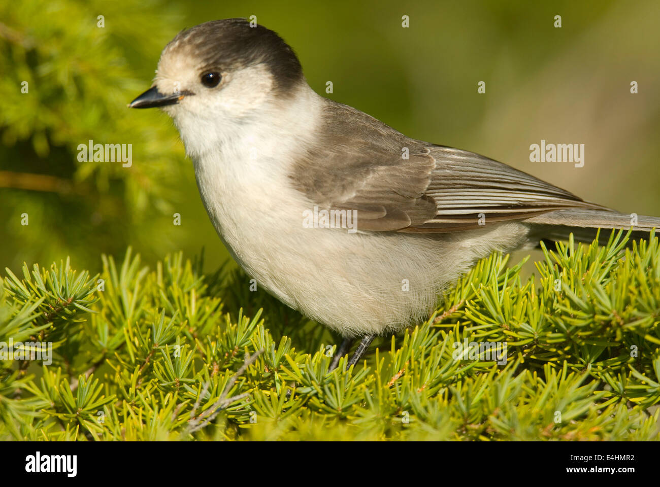 Gray jay (Perisoreus canadensis), Waldo Lake State Scenic Waterway ...