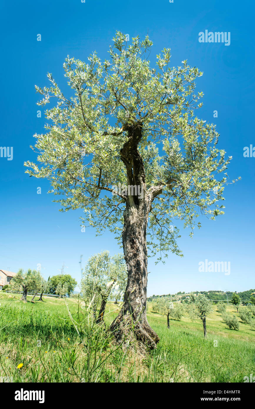 Olive tree in Italy, Tuscany Stock Photo - Alamy