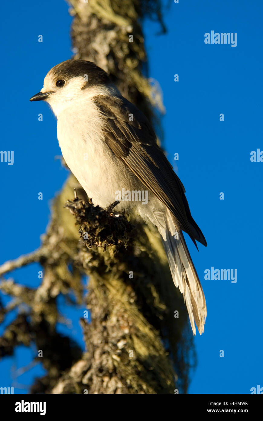 Gray jay (Perisoreus canadensis), Waldo Lake State Scenic Waterway ...