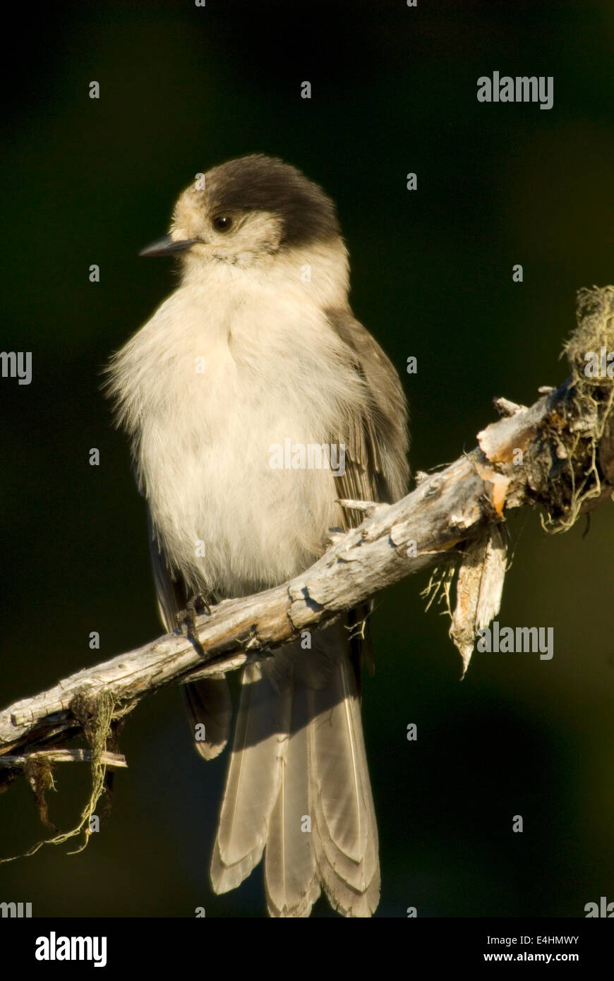Gray jay (Perisoreus canadensis), Waldo Lake State Scenic Waterway ...