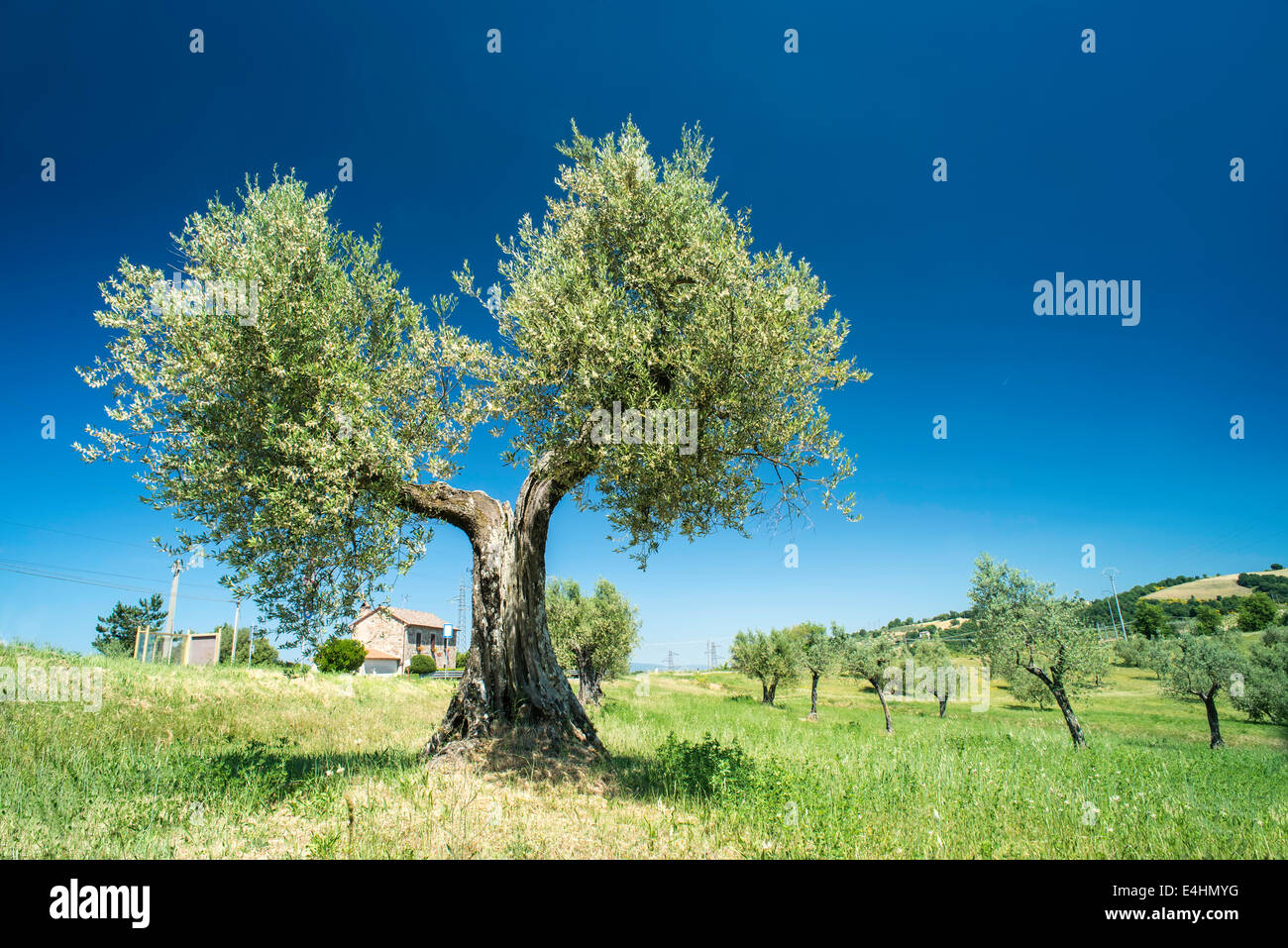 Olive tree in Italy, Tuscany Stock Photo - Alamy