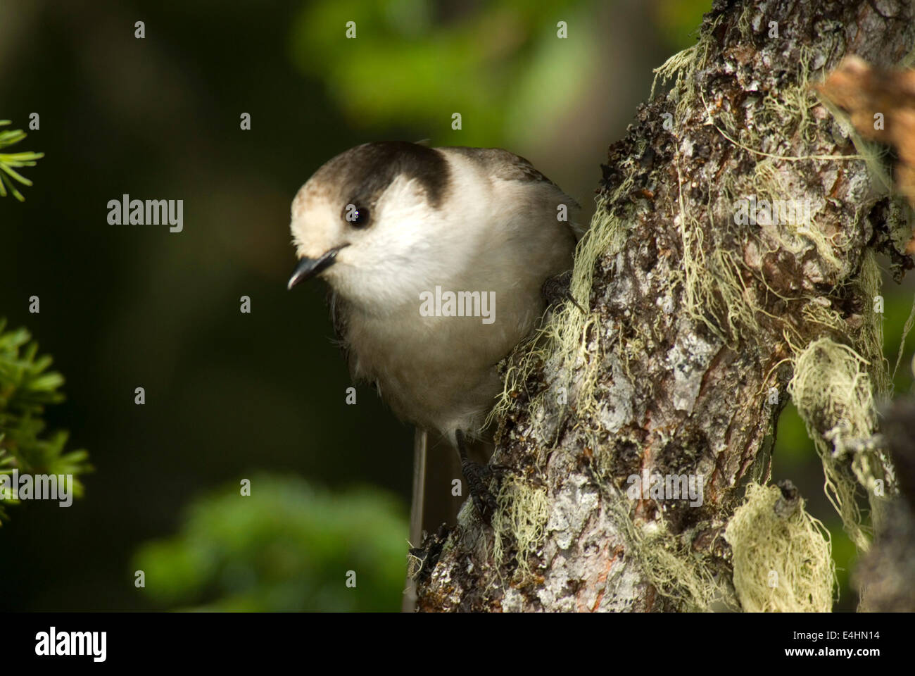 Gray jay (Perisoreus canadensis), Waldo Lake State Scenic Waterway ...