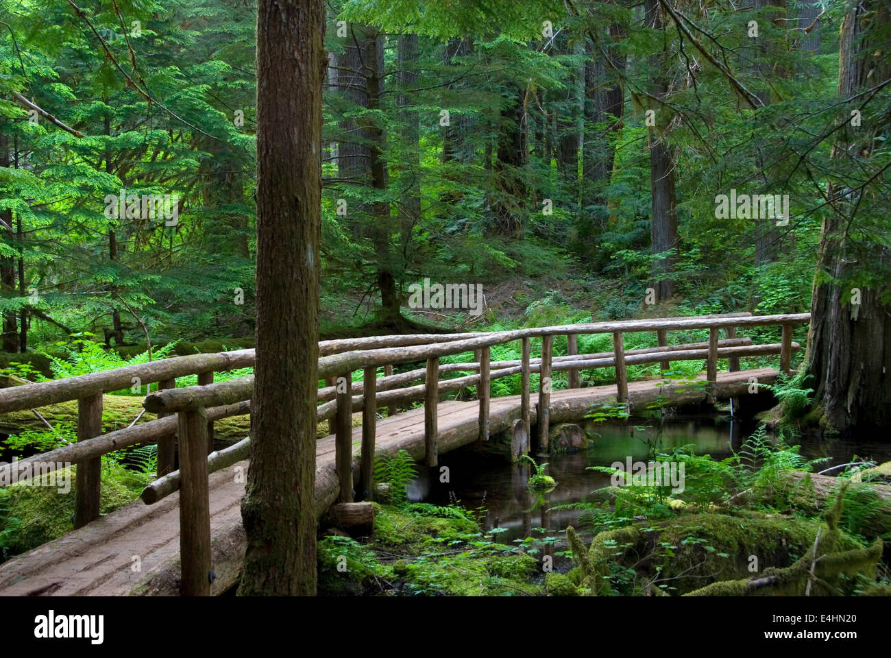 McKenzie River National Recreation Trail bridge, McKenzie Wild and ...