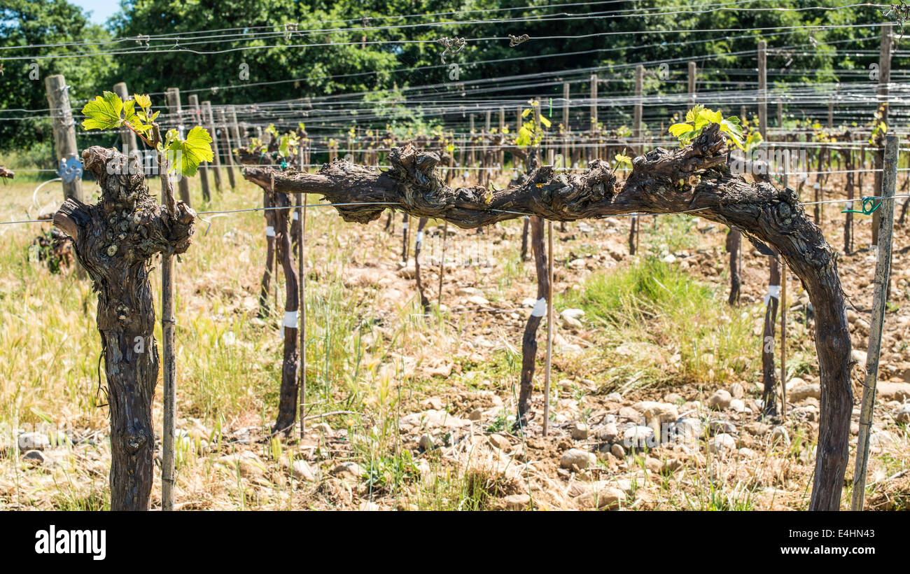 Budding vineyards hi-res stock photography and images - Alamy