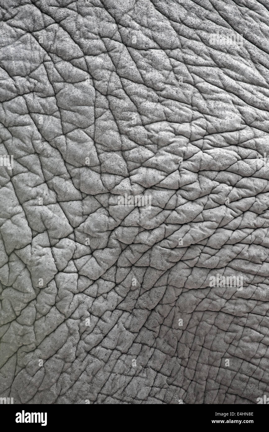 Wrinkled skin hi-res stock photography and images - Alamy