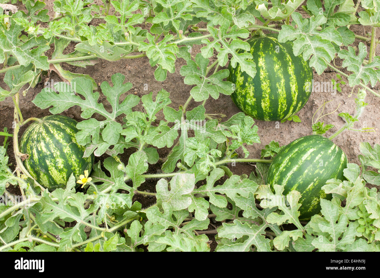 Watermelon plant in a vegetable garden- whole plant Stock Photo - Alamy