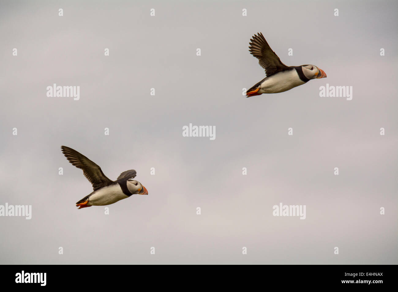 Puffins in flight Stock Photo - Alamy