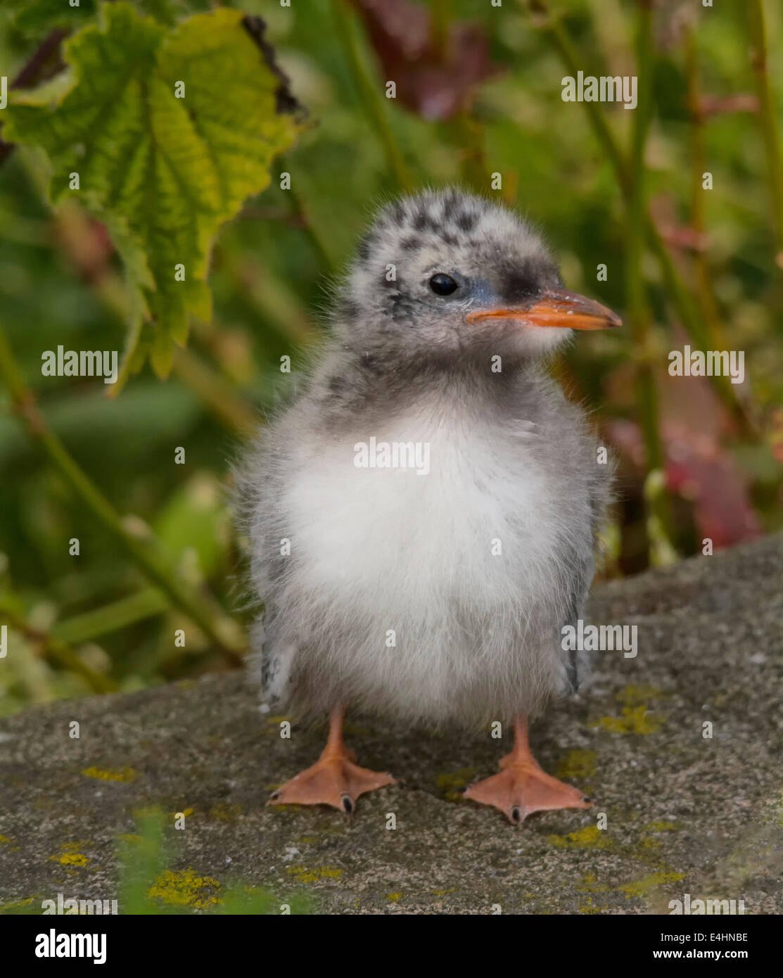 Seabird chick hi-res stock photography and images - Alamy