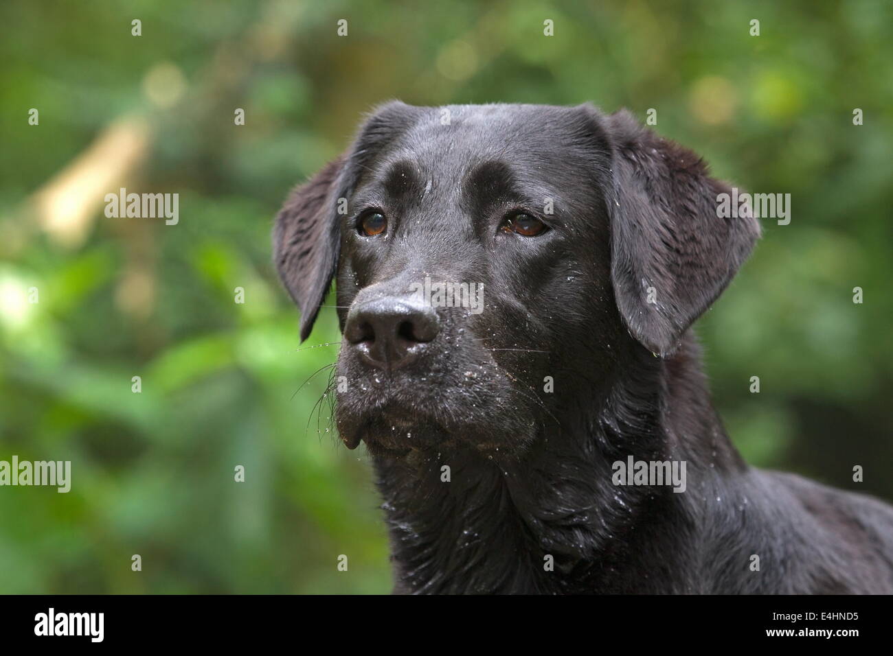 Head of a black labrador, Netherlands Stock Photo - Alamy