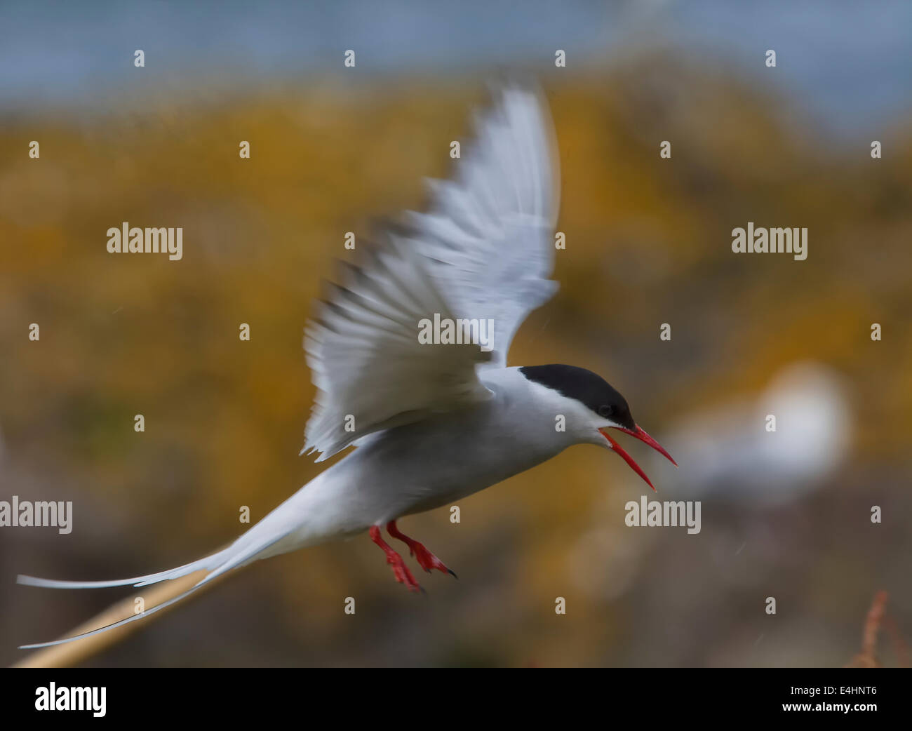 Arctic tern in flight hovering hi-res stock photography and images - Alamy