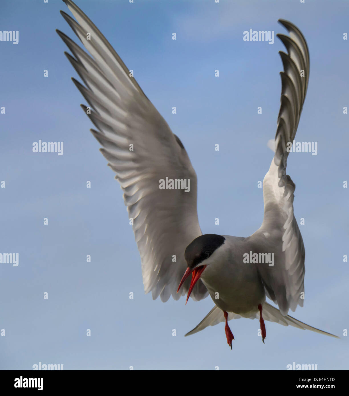 Arctic tern in flight hovering hi-res stock photography and images - Alamy