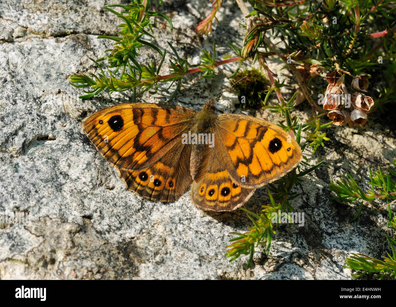 Wall Brown Butterfly - Lasiommata megera Resting on Granite Rock Stock ...