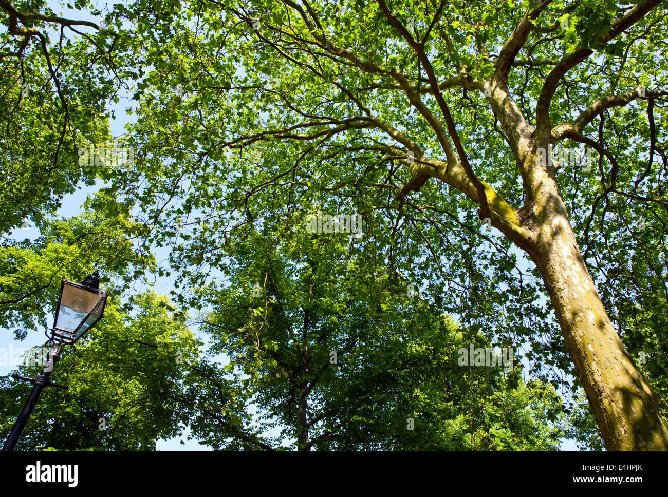 Looking up at the beautiful trees in a London Park Stock Photo - Alamy
