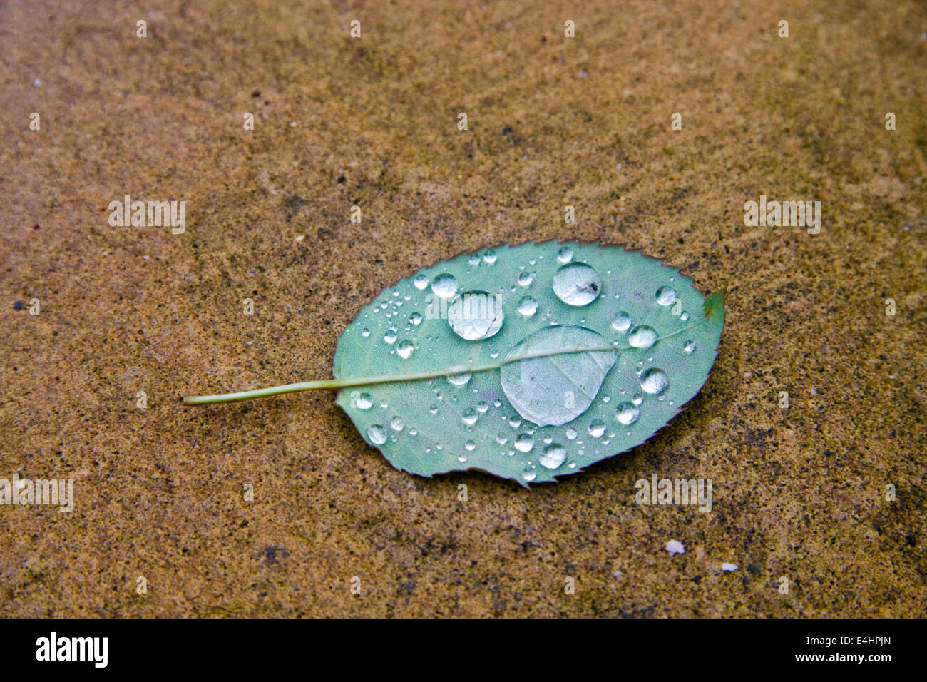 Single rose leaf with raindrops Stock Photo - Alamy