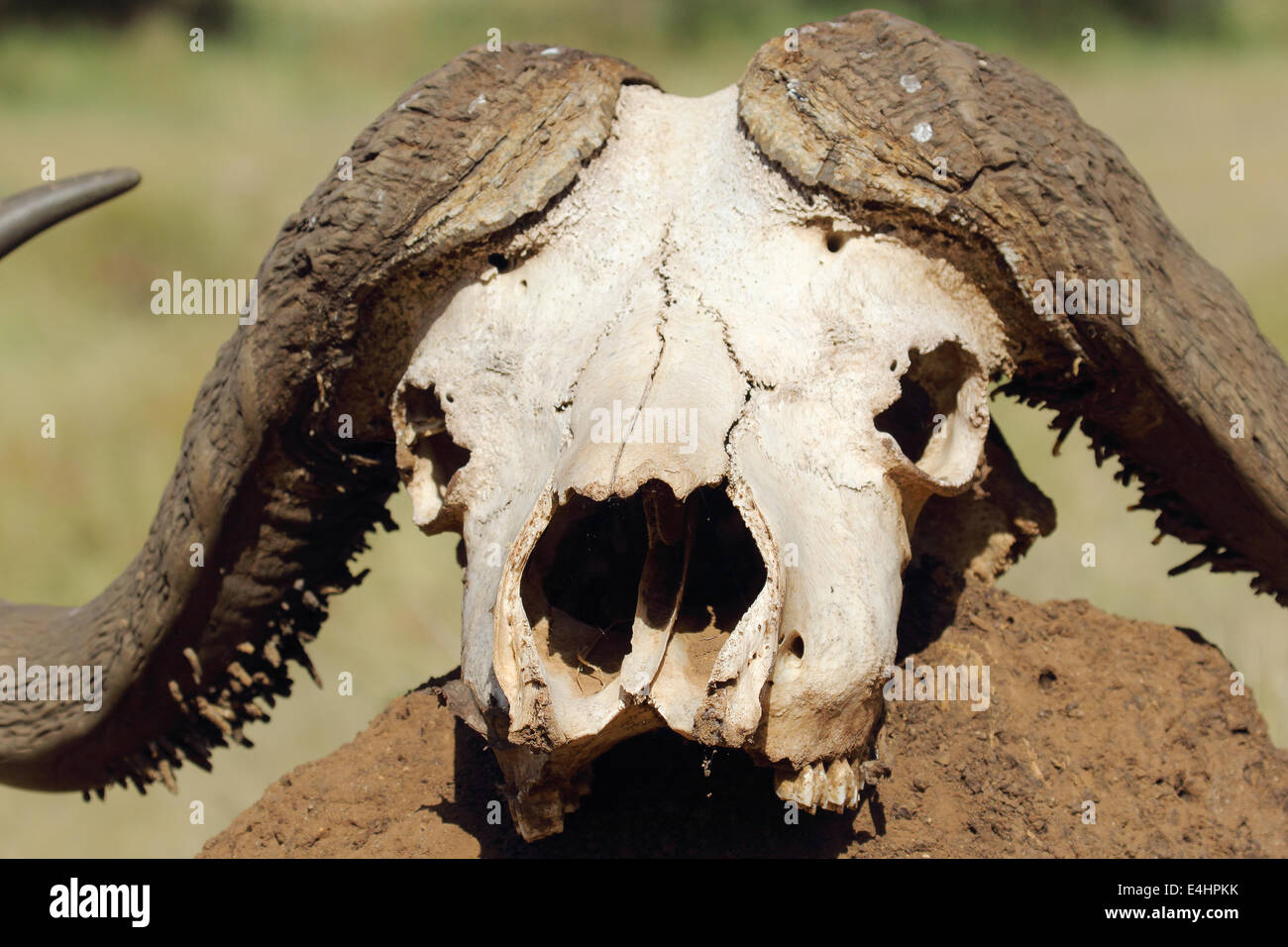 The skull of an african cape buffalo (Syncerus caffer) on a mound of ...