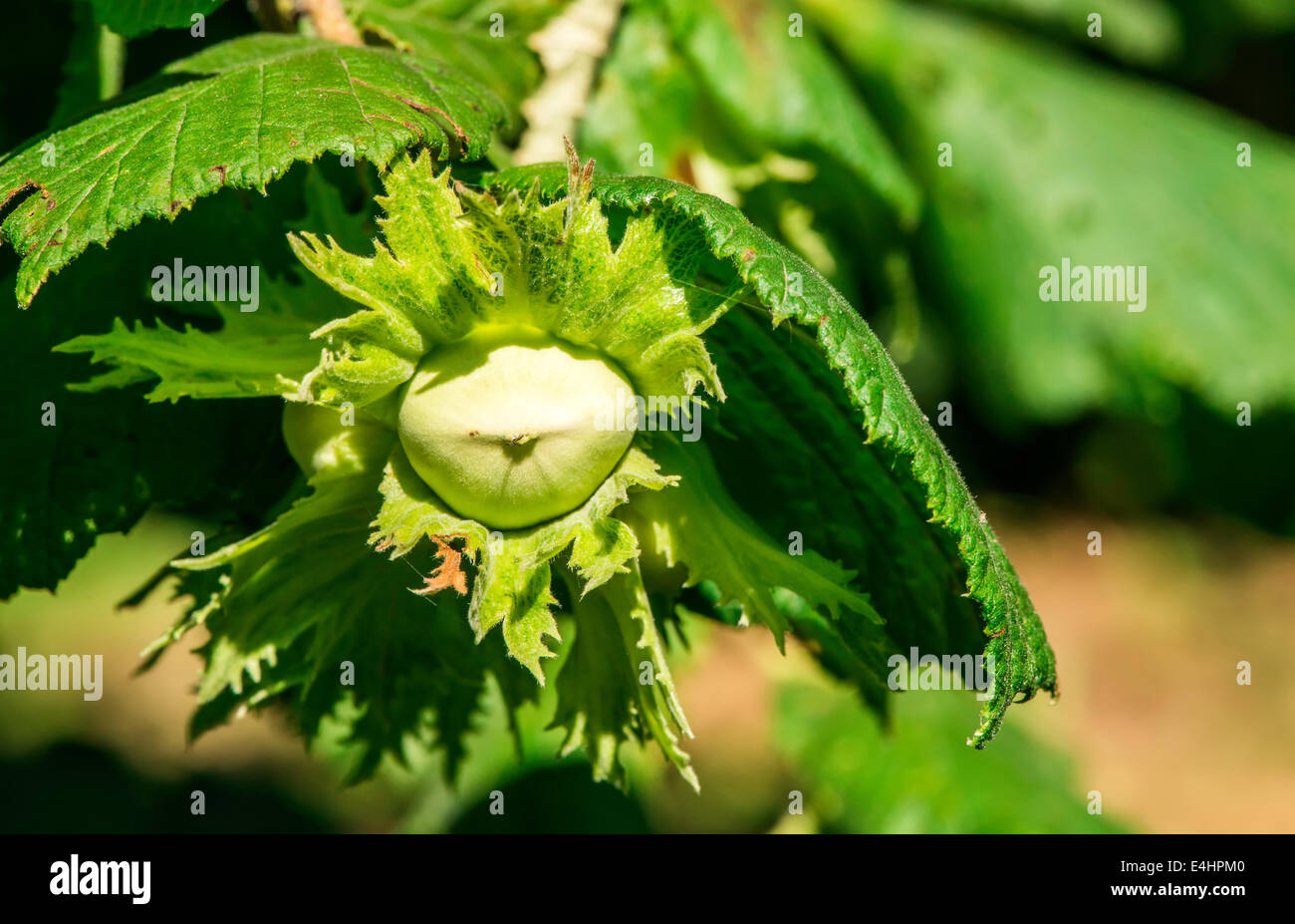 Hazel tree plantation. Branch with hazelnuts Stock Photo - Alamy