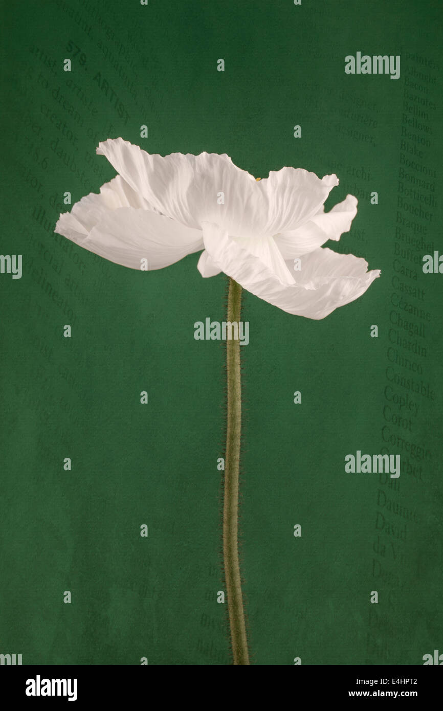 White poppy hi-res stock photography and images - Alamy