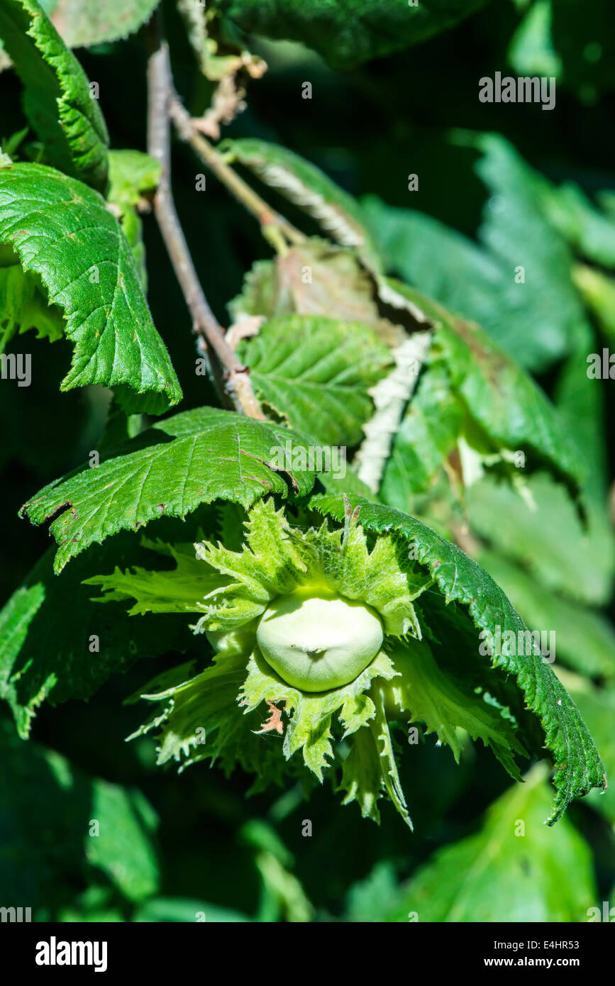 Hazel tree plantation. Branch with hazelnuts Stock Photo - Alamy