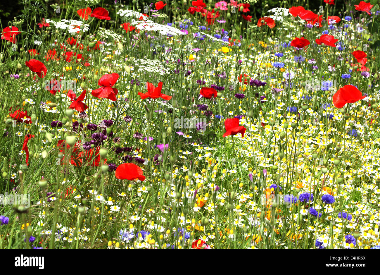British Wild flower meadow Stock Photo - Alamy