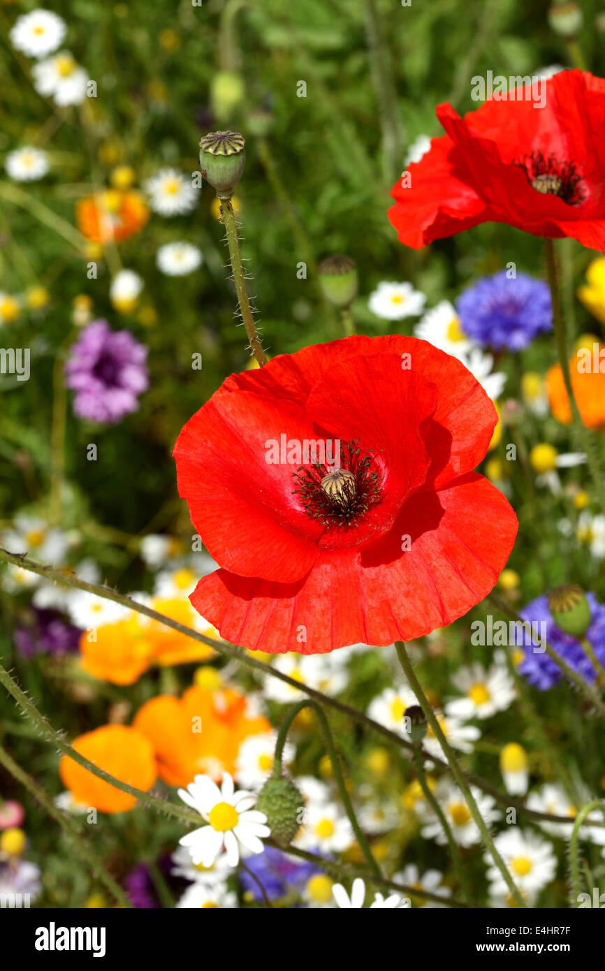British wild flower hi-res stock photography and images - Alamy