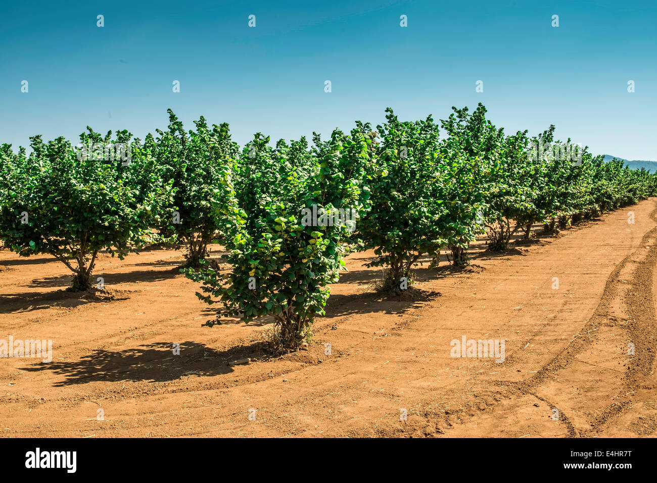 Hazel tree plantation. Summer time Stock Photo - Alamy