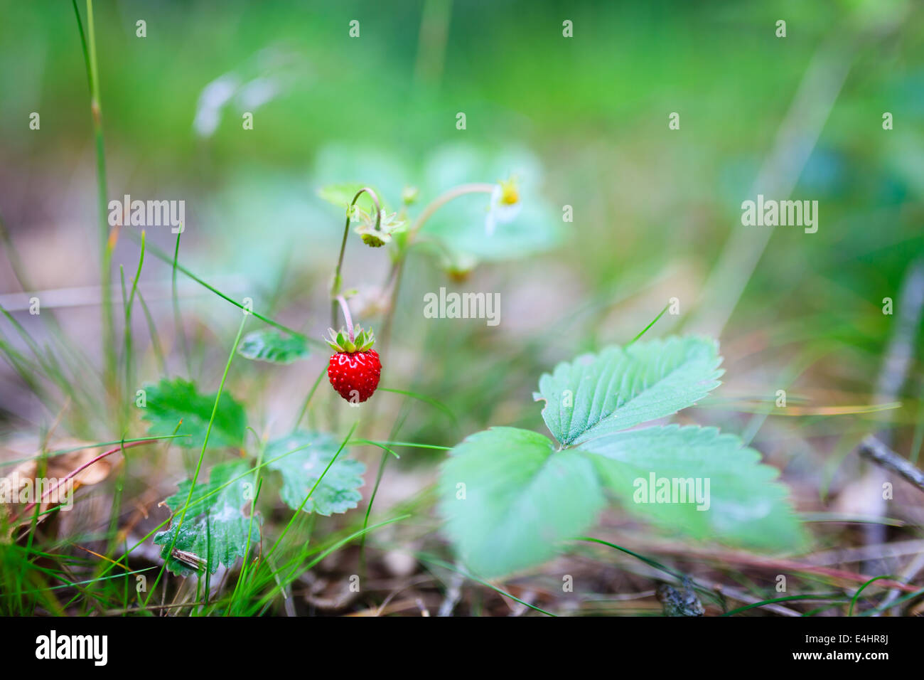 Fresh natural wild strawberry Stock Photo - Alamy