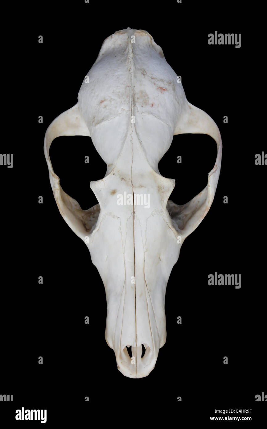 Fox Skeleton Diagram