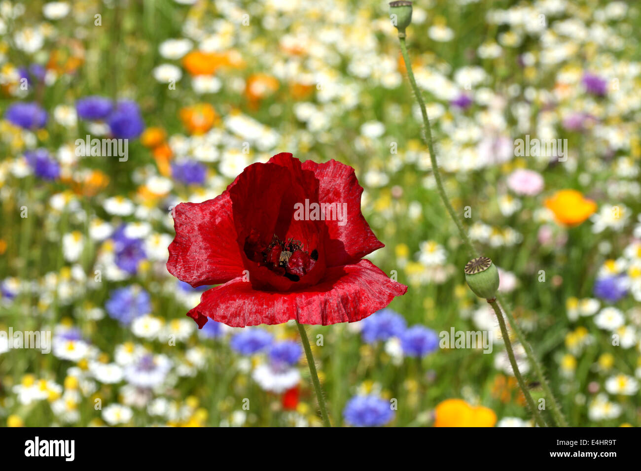 British Wild flower meadow Stock Photo - Alamy