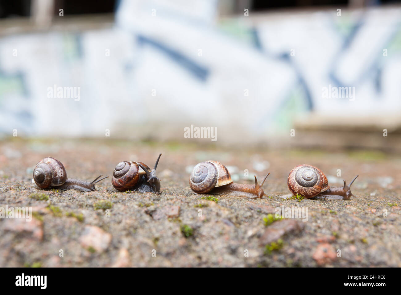 Group of small snails going forward Stock Photo - Alamy