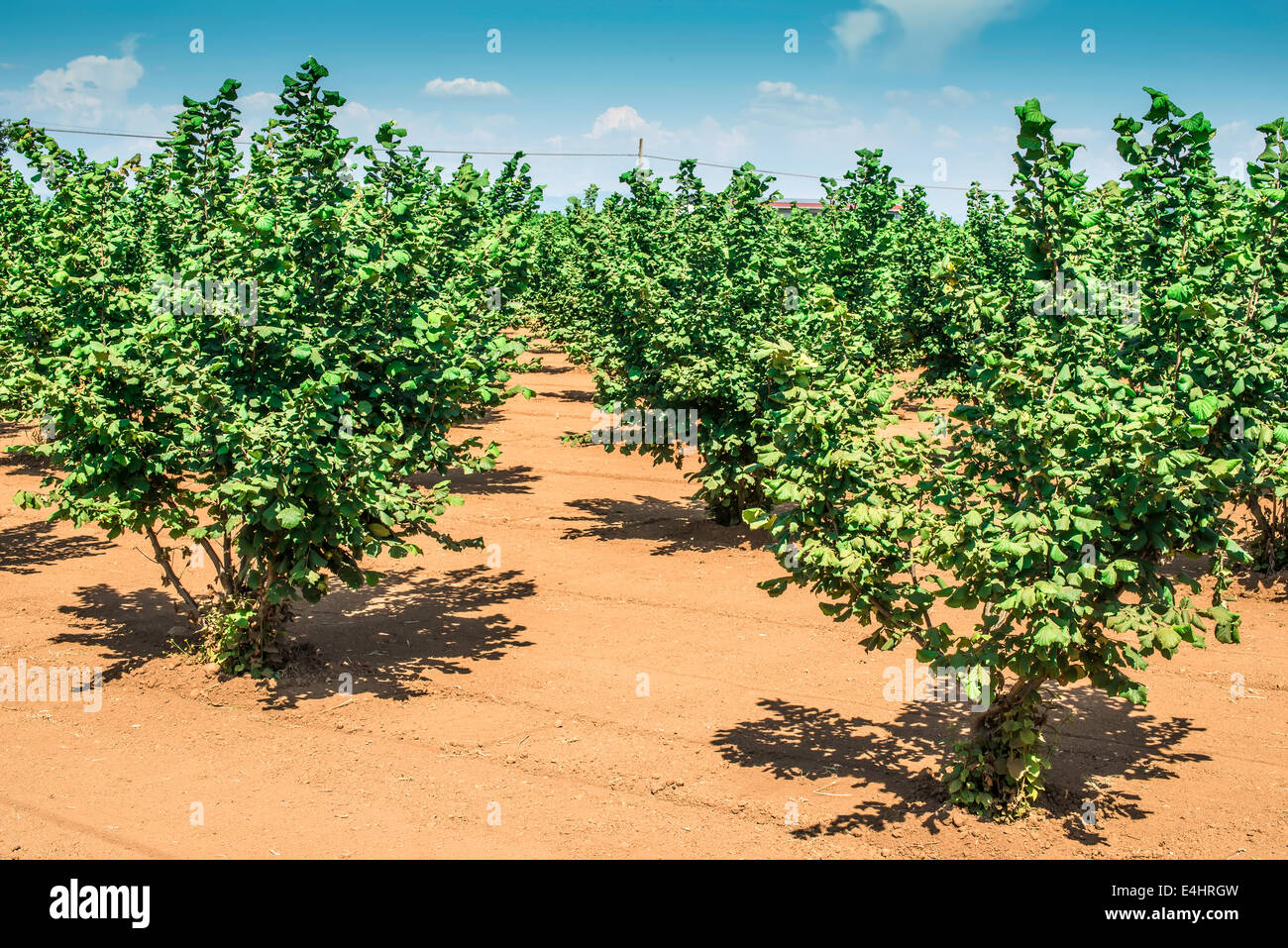 Hazel time hi-res stock photography and images - Alamy