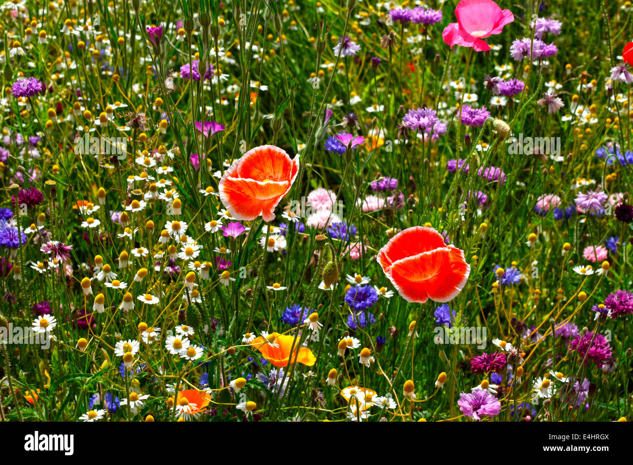 British Wild flower meadow Stock Photo - Alamy