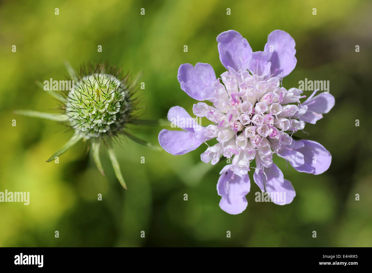 Scabiosa hi-res stock photography and images - Alamy