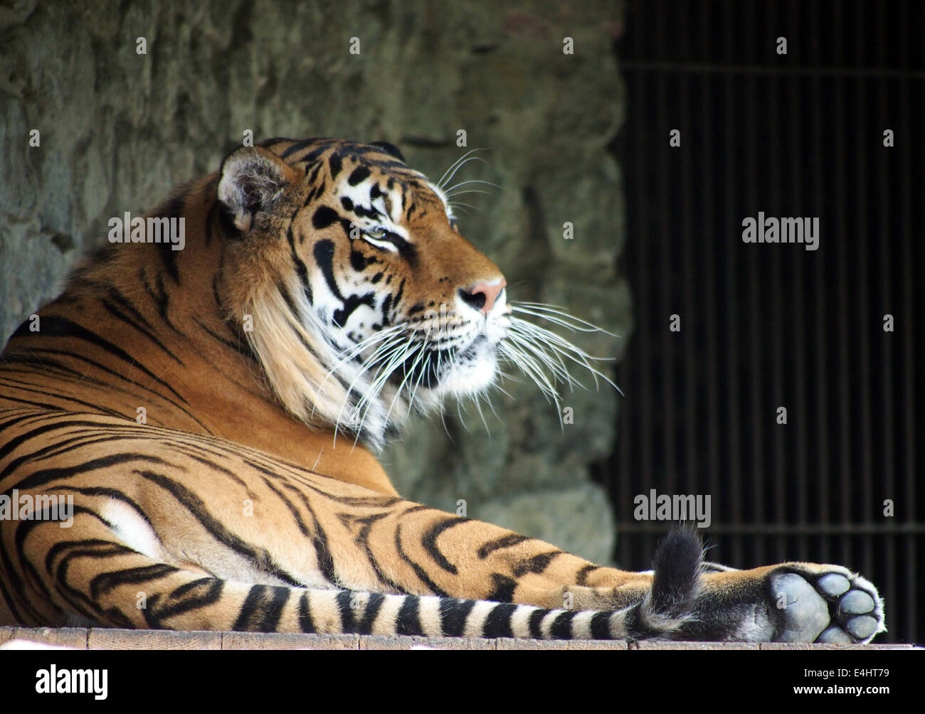 Kyiev, Ukraine. 12th July, 2014. Tiger © Igor Golovniov/ZUMA Wire/Alamy ...
