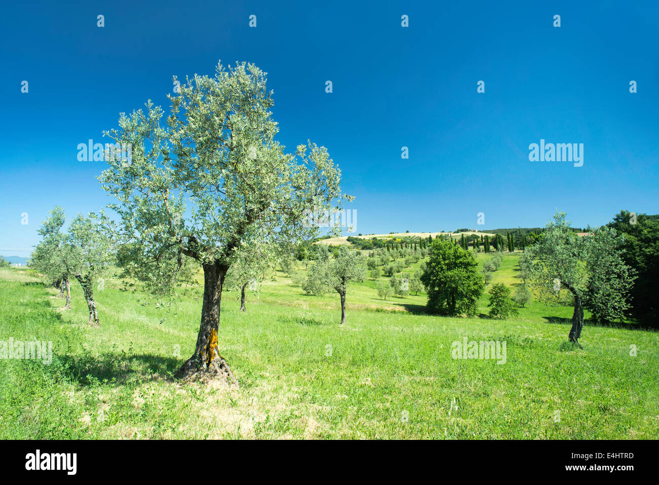 Olive tree in Italy, Tuscany Stock Photo - Alamy
