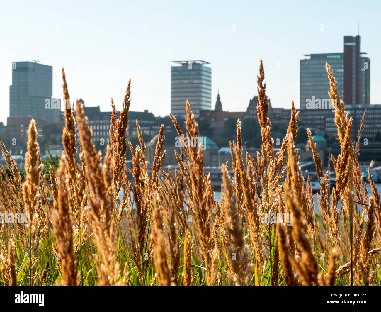 Skyline of Hamburg Landungsbrucken seen past beach grass from across ...