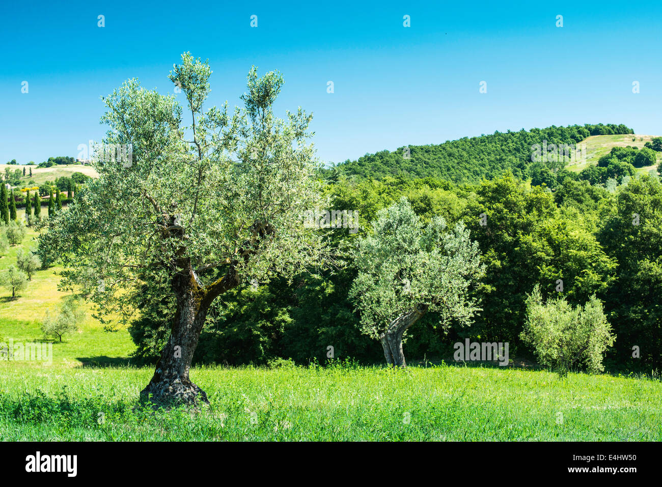 Olive trees in Italy, Tuscany Stock Photo - Alamy