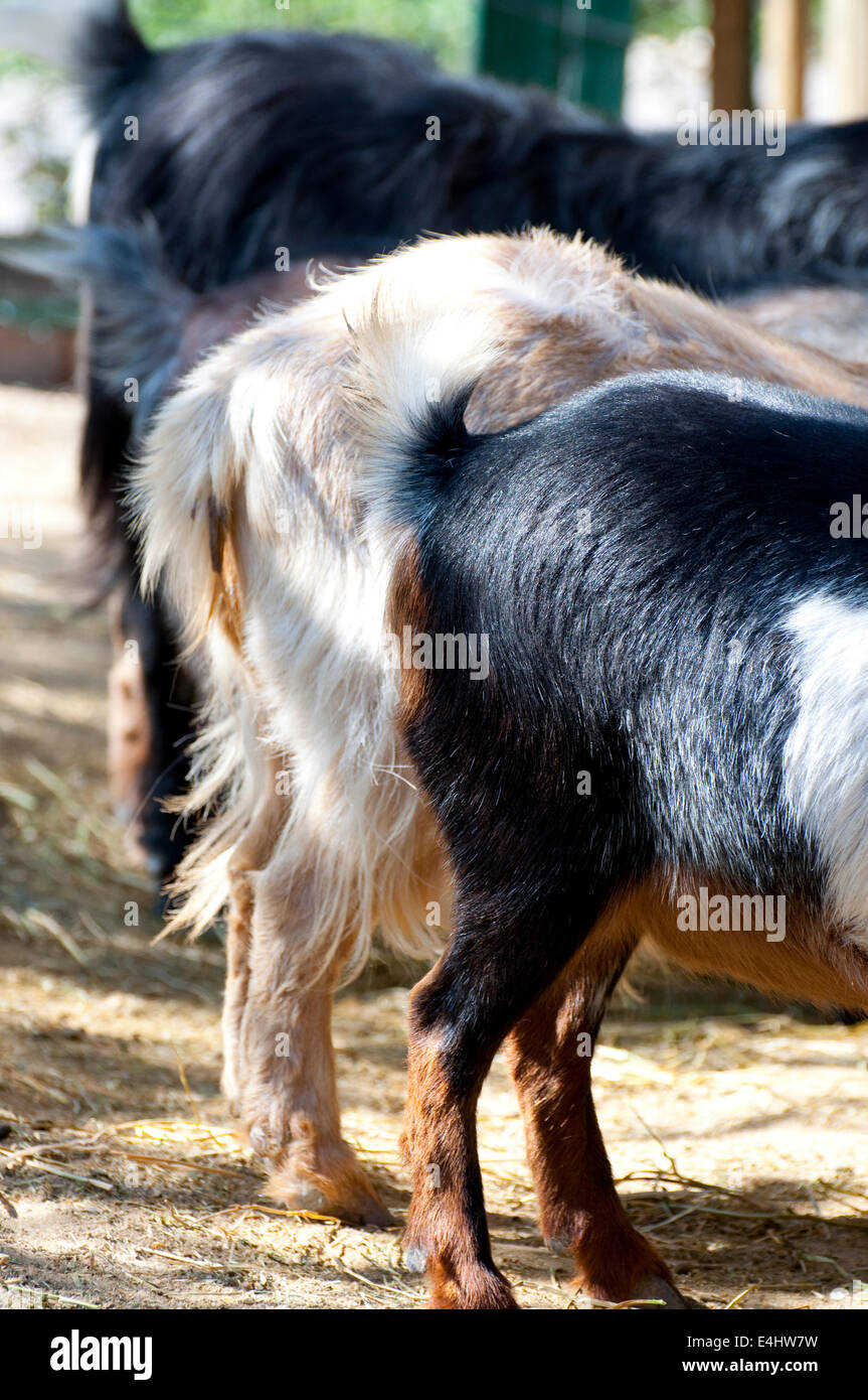 Picture of a goat with great horns Stock Photo - Alamy
