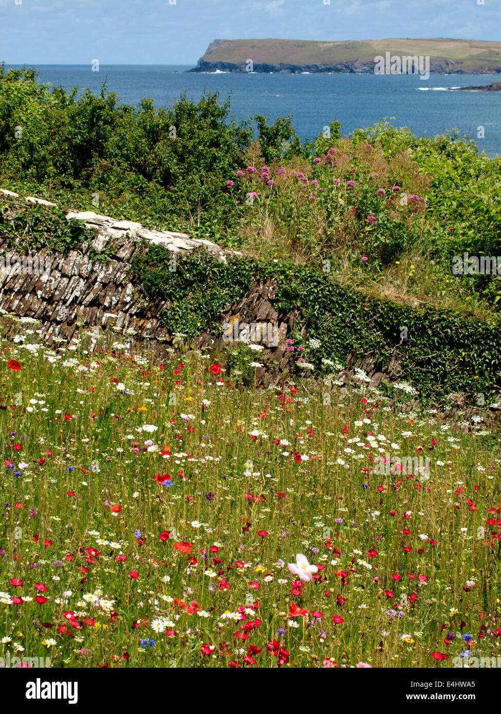 Wild cornish flowers hi-res stock photography and images - Alamy