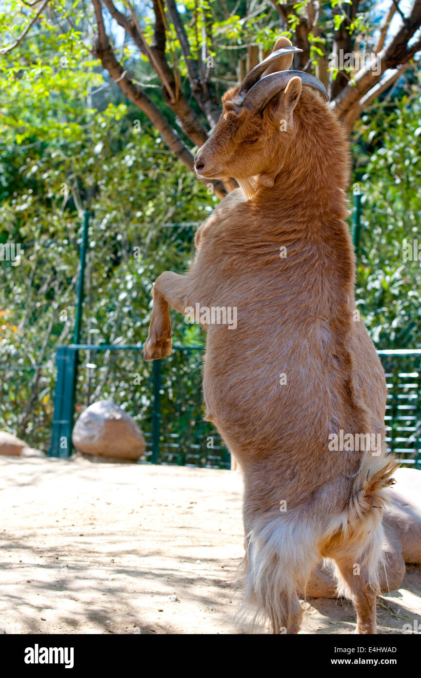 Picture of a goat with great horns Stock Photo - Alamy