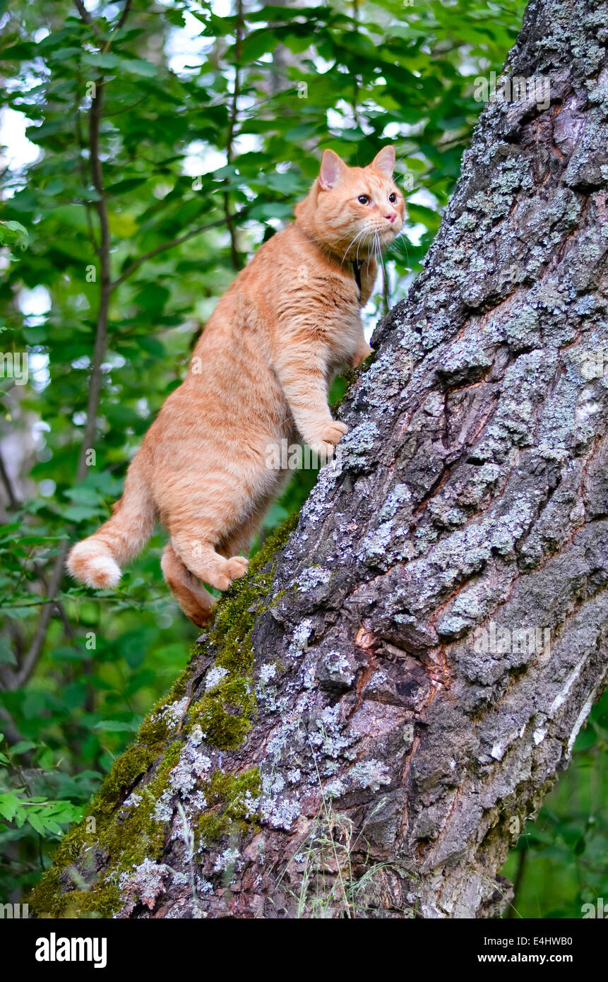 Red cat preys on the tree in the forest Stock Photo - Alamy