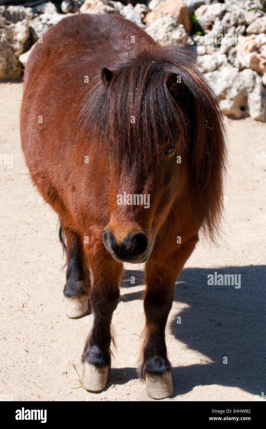 Picture of a nice poney. Brown hair Stock Photo - Alamy
