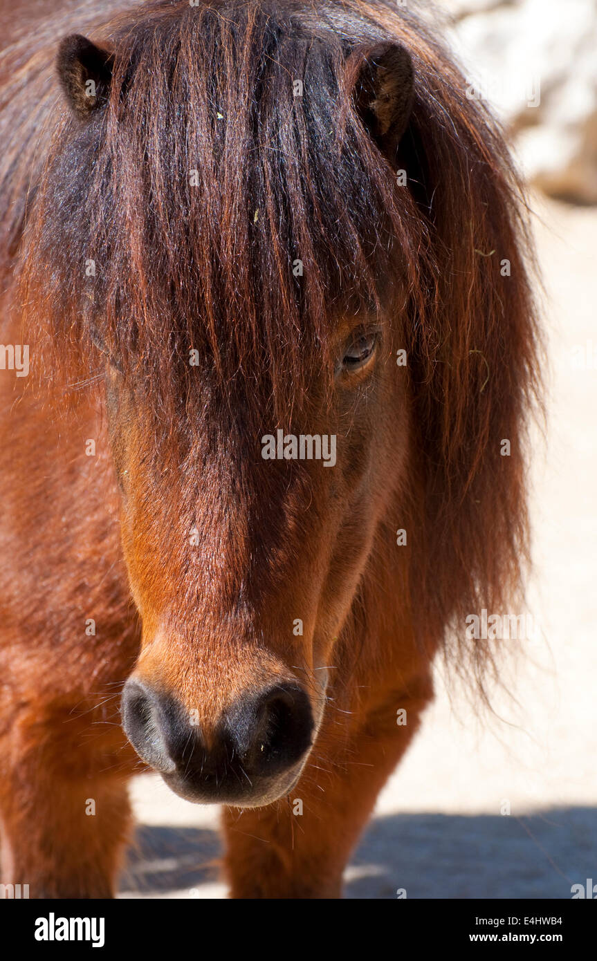 Picture of a nice poney. Brown hair Stock Photo - Alamy